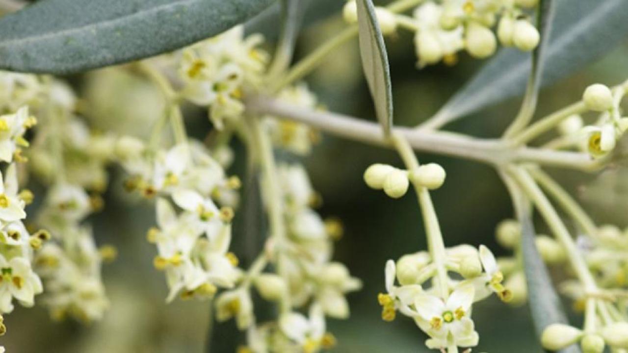 Program | International Olive Sustainability Conference